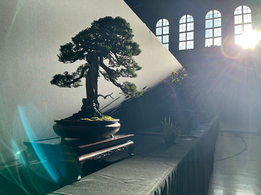 Pacific Bonsai Expo